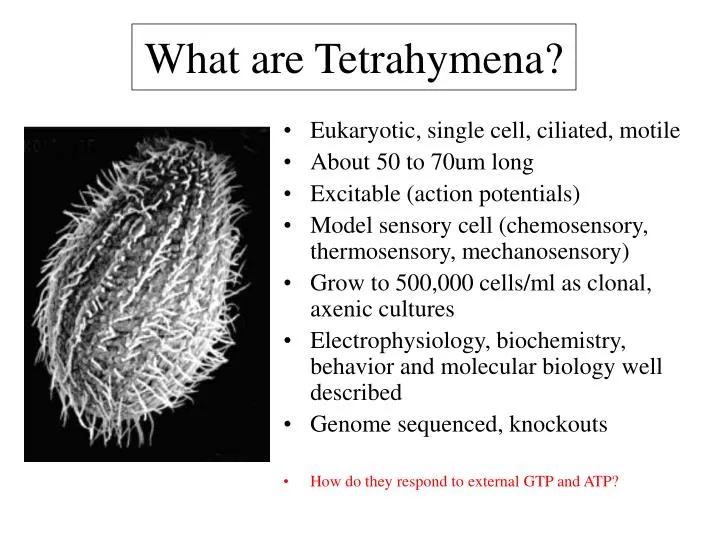 PPT - What are Tetrahymena? PowerPoint Presentation, free download - ID ...