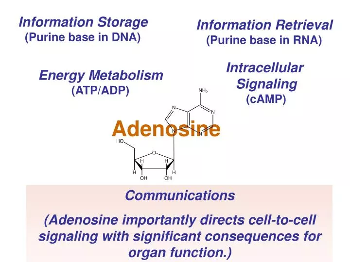 PPT - Adenosine PowerPoint Presentation - ID:4057847