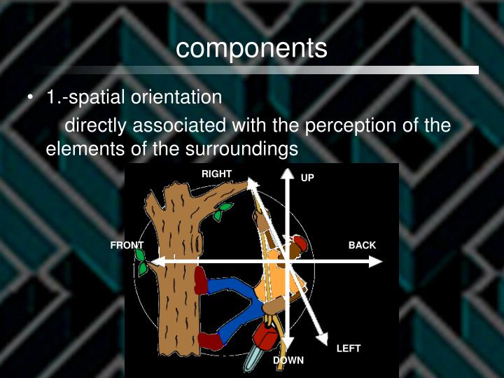PPT - Spatial organization PowerPoint Presentation - ID:4058796