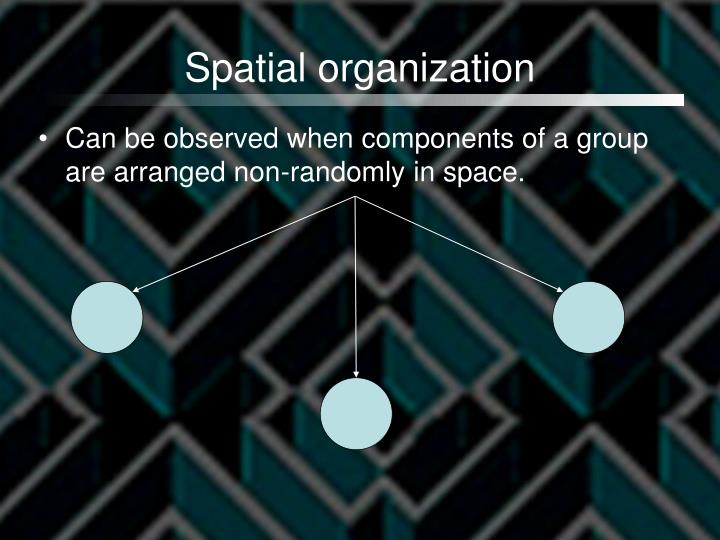 PPT - Spatial organization PowerPoint Presentation - ID:4058796