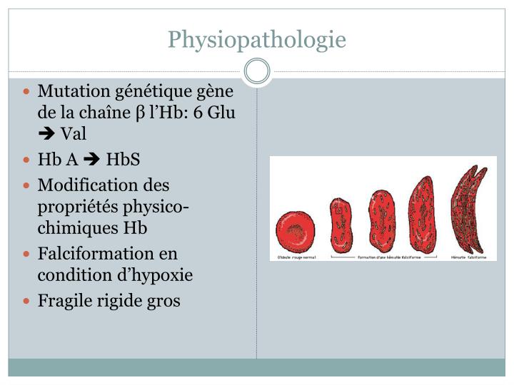PPT - La drépanocytose en pédiatrie PowerPoint Presentation - ID:4059096