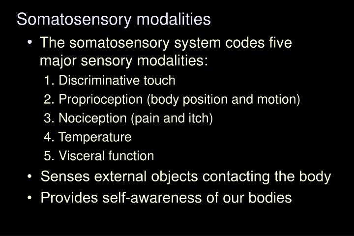 PPT - Somatic Sensation (The Bodily Senses) PowerPoint Presentation ...