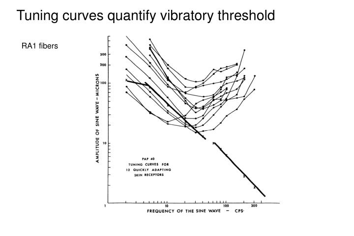 PPT - Somatic Sensation (The Bodily Senses) PowerPoint Presentation ...