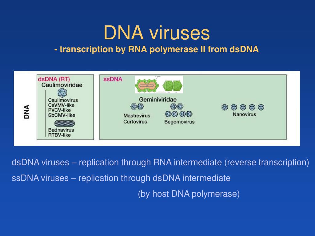 PPT - Plant viruses PowerPoint Presentation, free download - ID:4063972 PPT - Plant viruses PowerPoint Presentation, free download - ID:4063972