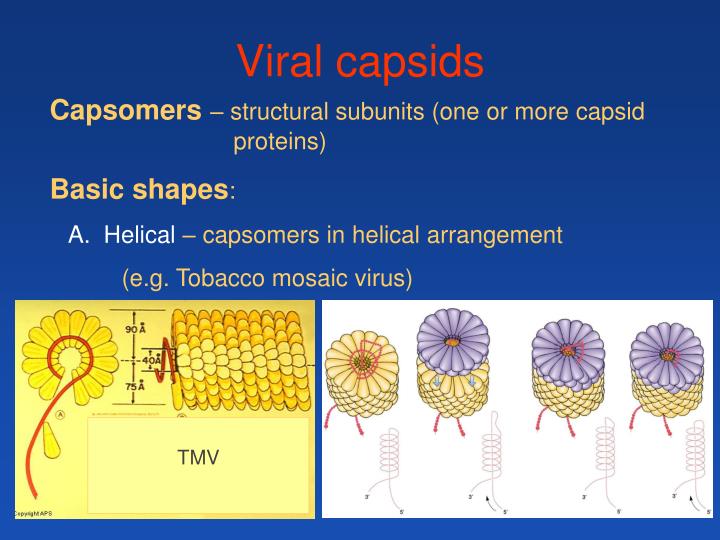 PPT - Plant viruses PowerPoint Presentation - ID:4063972