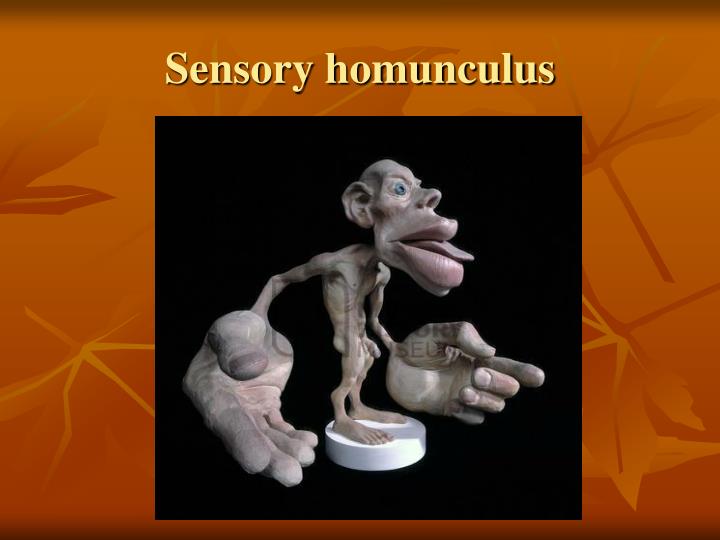 PPT - Kognitiv psykologi PowerPoint Presentation - ID:4064287