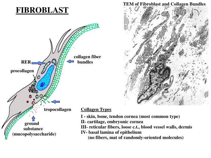 PPT - DEVELOPMENT OF CONNECTIVE TISSUE PowerPoint Presentation - ID:4064482