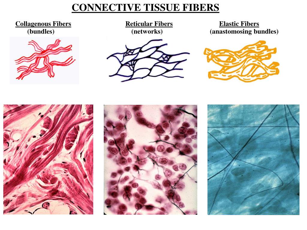 Connective Tissue Types