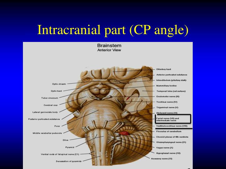 PPT - بسم الله الرحمن الرحيم PowerPoint Presentation - ID:4067247