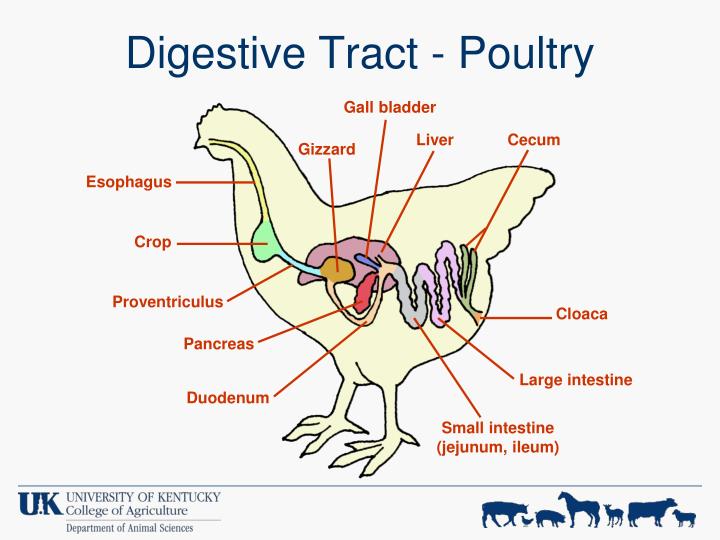 PPT - Digestive Physiology of Farm Animals PowerPoint Presentation - ID ...