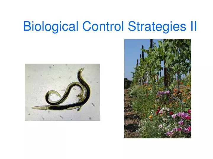 PPT - Biological Control Strategies II PowerPoint Presentation, free ...