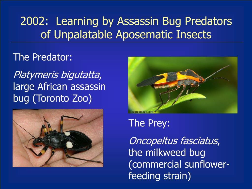 PPT - The Challenge of Experiments in Insect Behavior Study PowerPoint ...