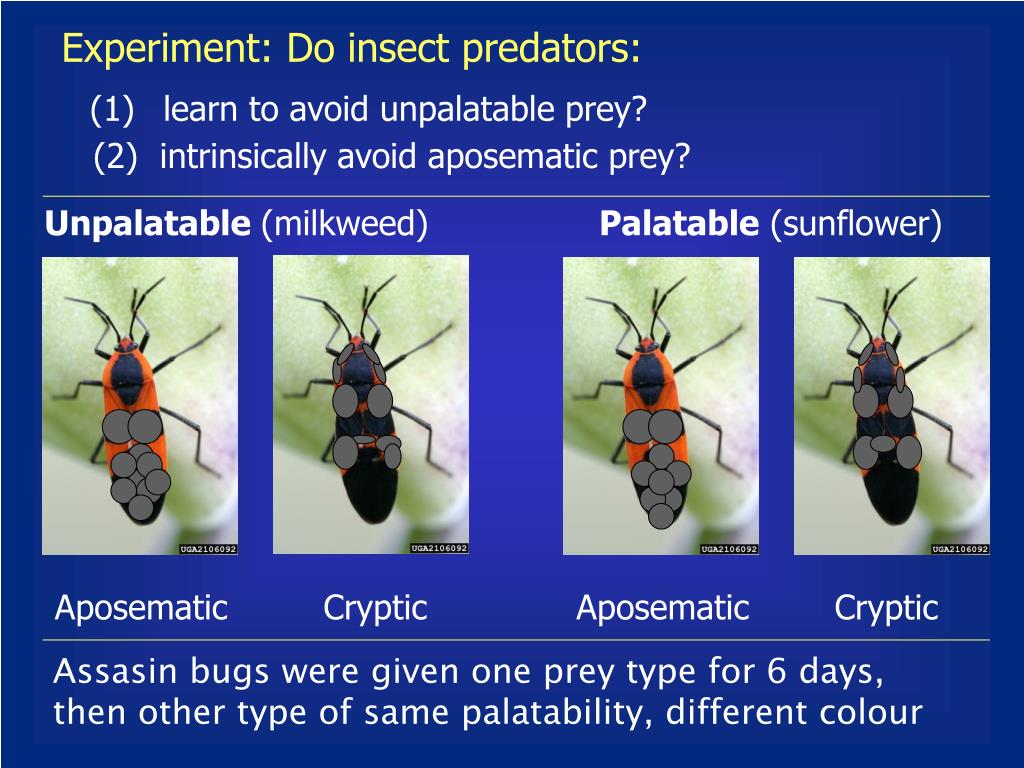 PPT - The Challenge of Experiments in Insect Behavior Study PowerPoint ...