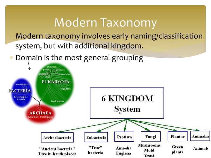 PPT - Classification of Living Things PowerPoint Presentation - ID:4068372
