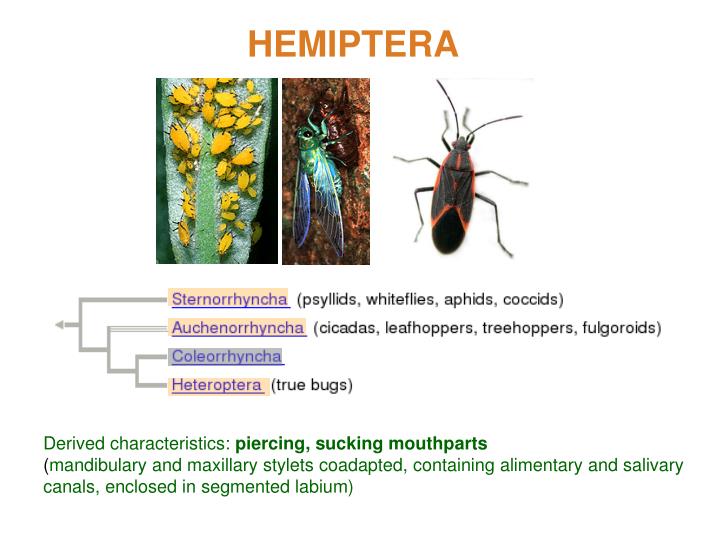 PPT - HEMIPTEROIDS PowerPoint Presentation - ID:4068752