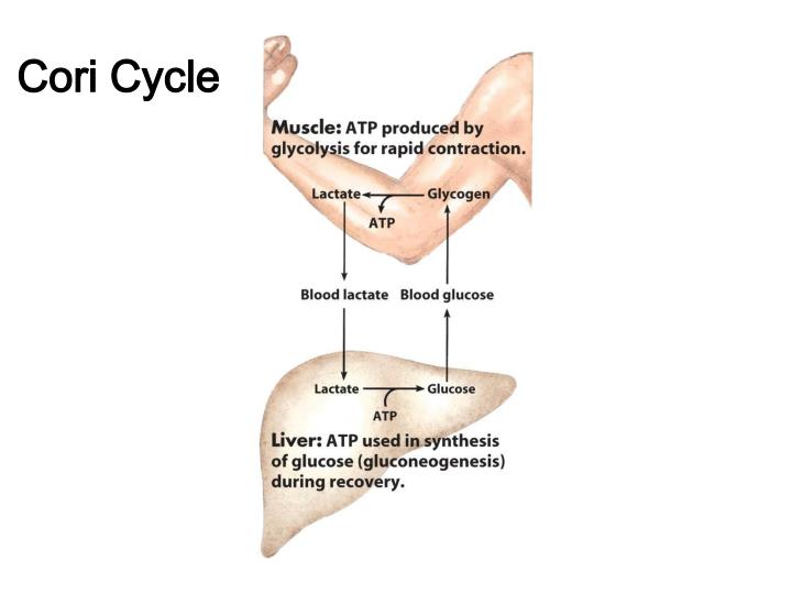PPT - Chapter 15 PowerPoint Presentation - ID:4069798