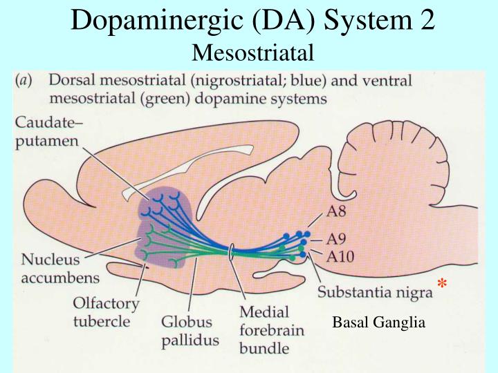 PPT - Synaptic Action PowerPoint Presentation - ID:4070213