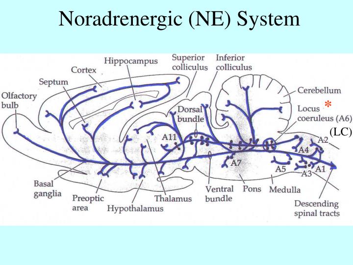 PPT - Synaptic Action PowerPoint Presentation - ID:4070213