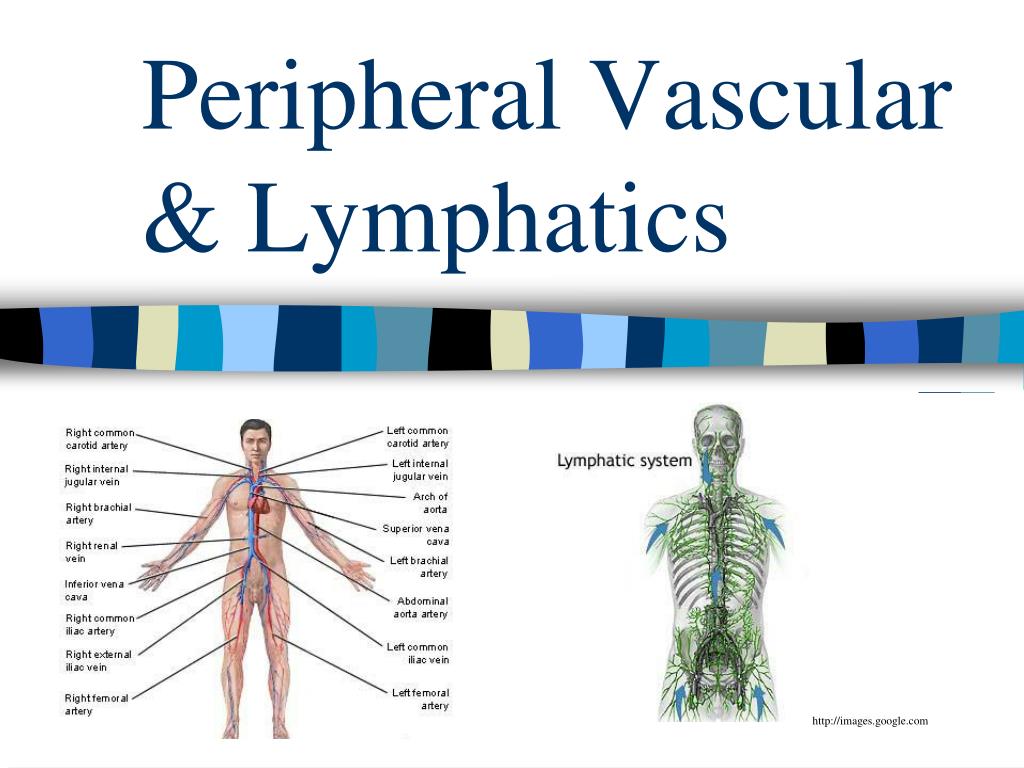PPT - Heart/Neck Vessels & Peripheral Vascular/Lymphatics PowerPoint ...