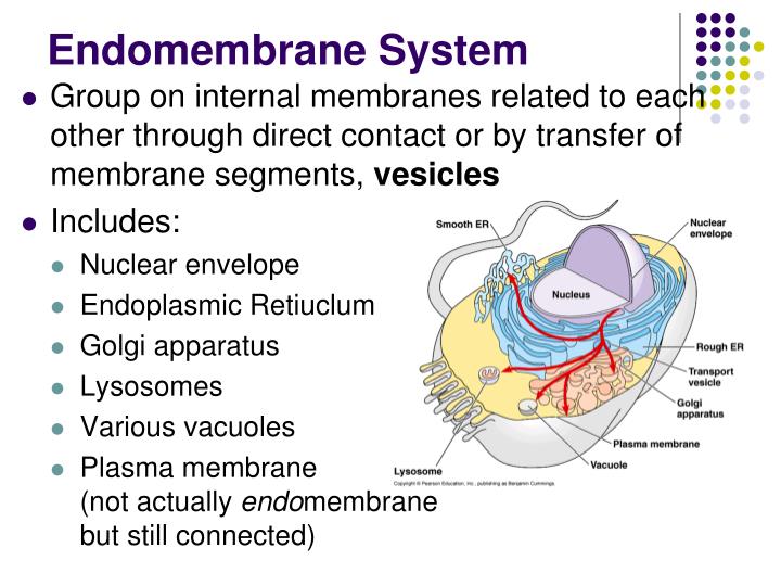 PPT - AP BIOLOGY: A TOUR OF THE CELL PowerPoint Presentation - ID:4073568