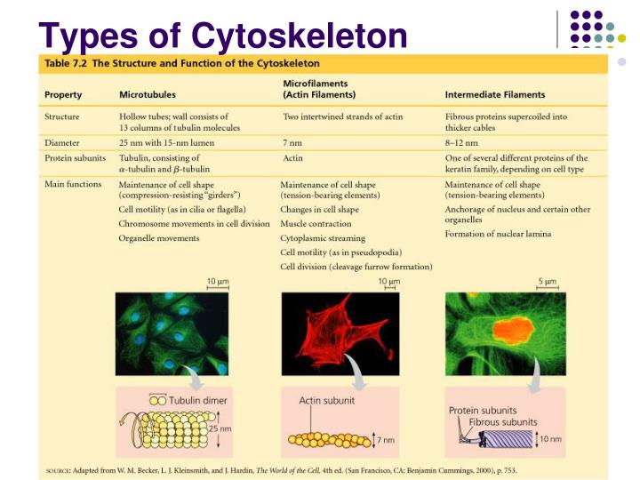PPT - AP BIOLOGY: A TOUR OF THE CELL PowerPoint Presentation - ID:4073568