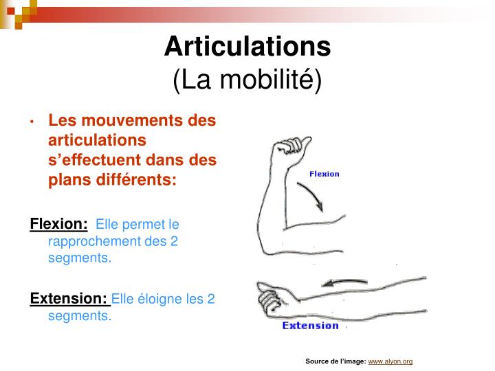 PPT - Les articulations (l’union des os) PowerPoint Presentation - ID ...