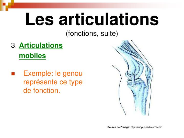 PPT - Les articulations (l’union des os) PowerPoint Presentation - ID ...