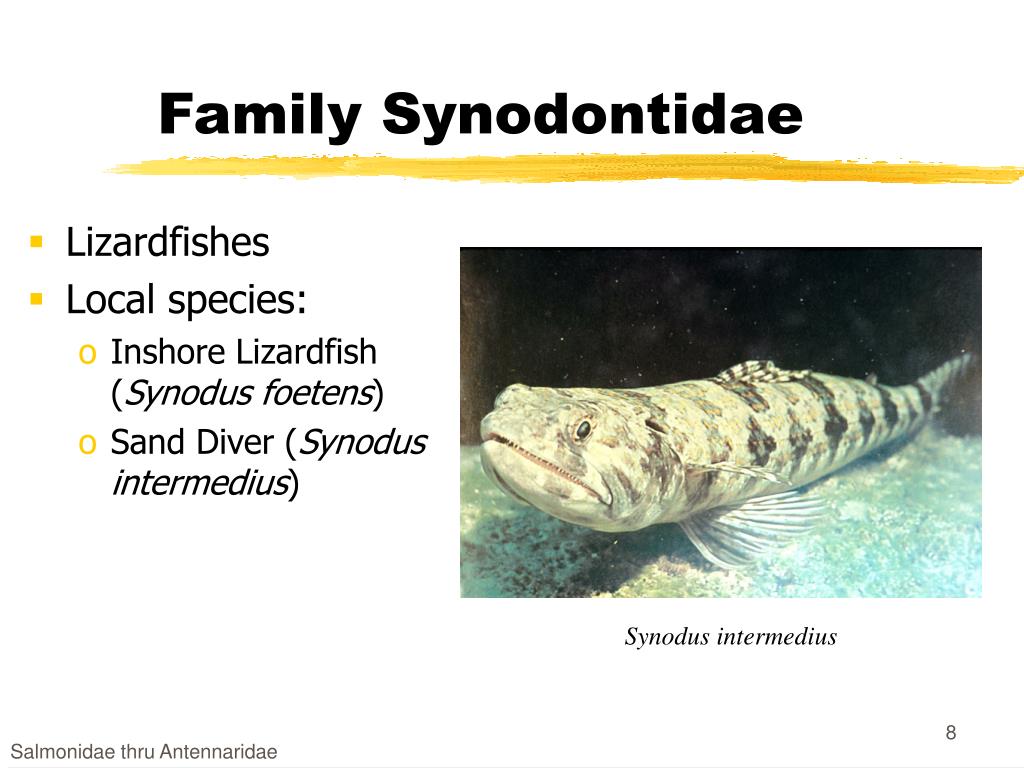 PPT - Family Salmonidae (Trouts and Allies) PowerPoint Presentation ...