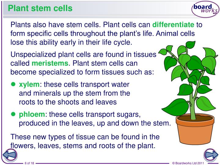 PPT - Stem Cells PowerPoint Presentation - ID:4076660