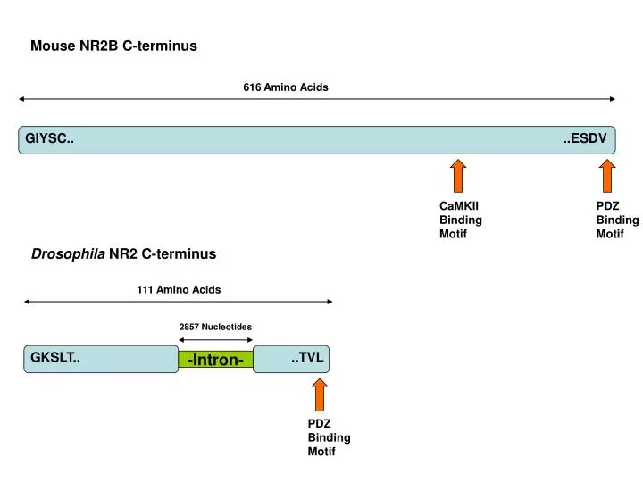 PPT - PDZ Binding Motif PowerPoint Presentation, free download - ID:4076898