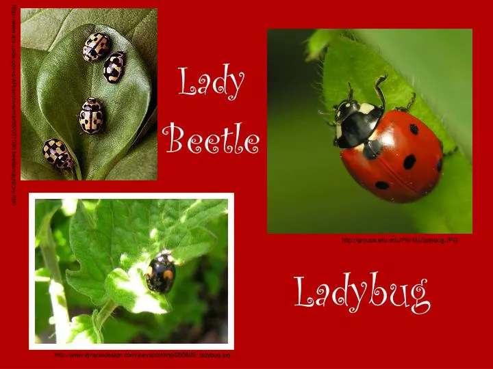 PPT - Ladybug PowerPoint Presentation, free download - ID:4077426