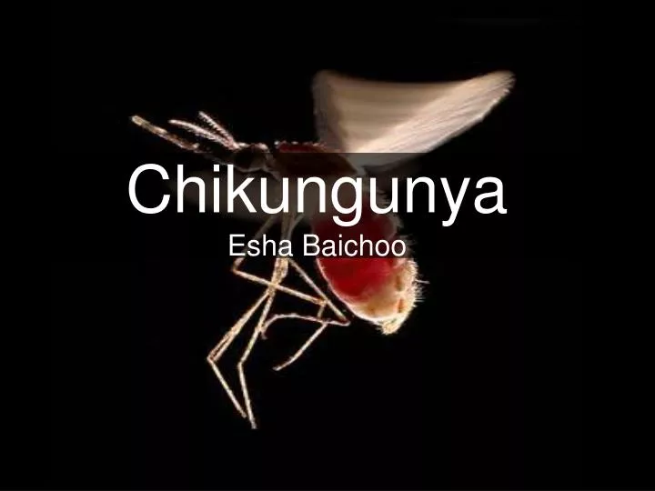 PPT - Chikungunya Esha Baichoo PowerPoint Presentation, free download ...