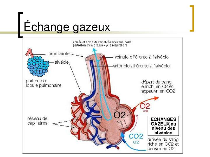 PPT - Les systèmes respiratoires PowerPoint Presentation - ID:4079027