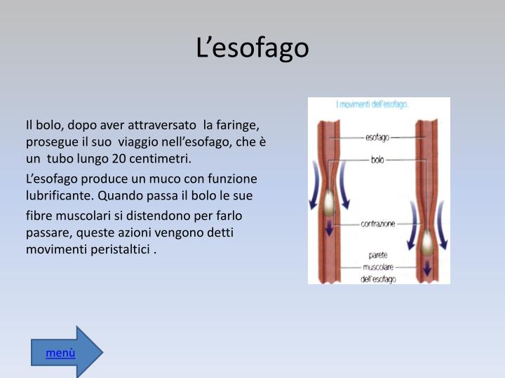 PPT - L’apparato digerente PowerPoint Presentation - ID:4081089
