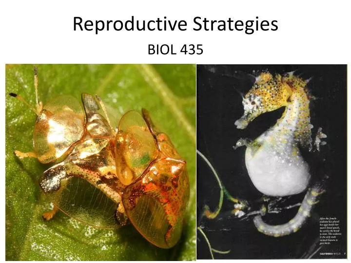 PPT - Reproductive Strategies PowerPoint Presentation, free download ...