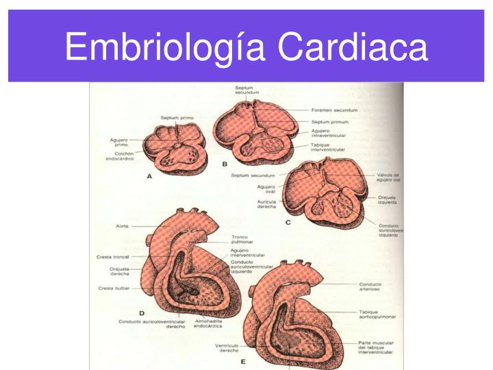 PPT - Fisiología Cardiovascular Neonatal PowerPoint Presentation - ID ...