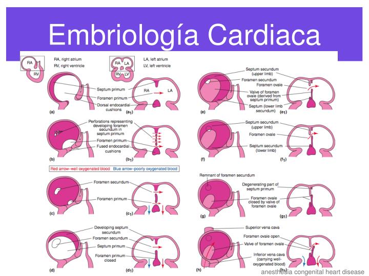 PPT - Fisiología Cardiovascular Neonatal PowerPoint Presentation - ID ...