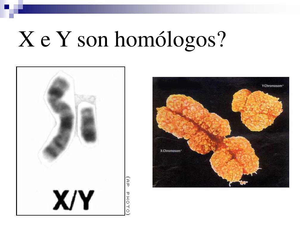 PPT - Genética del sexo PowerPoint Presentation, free download - ID:4082359