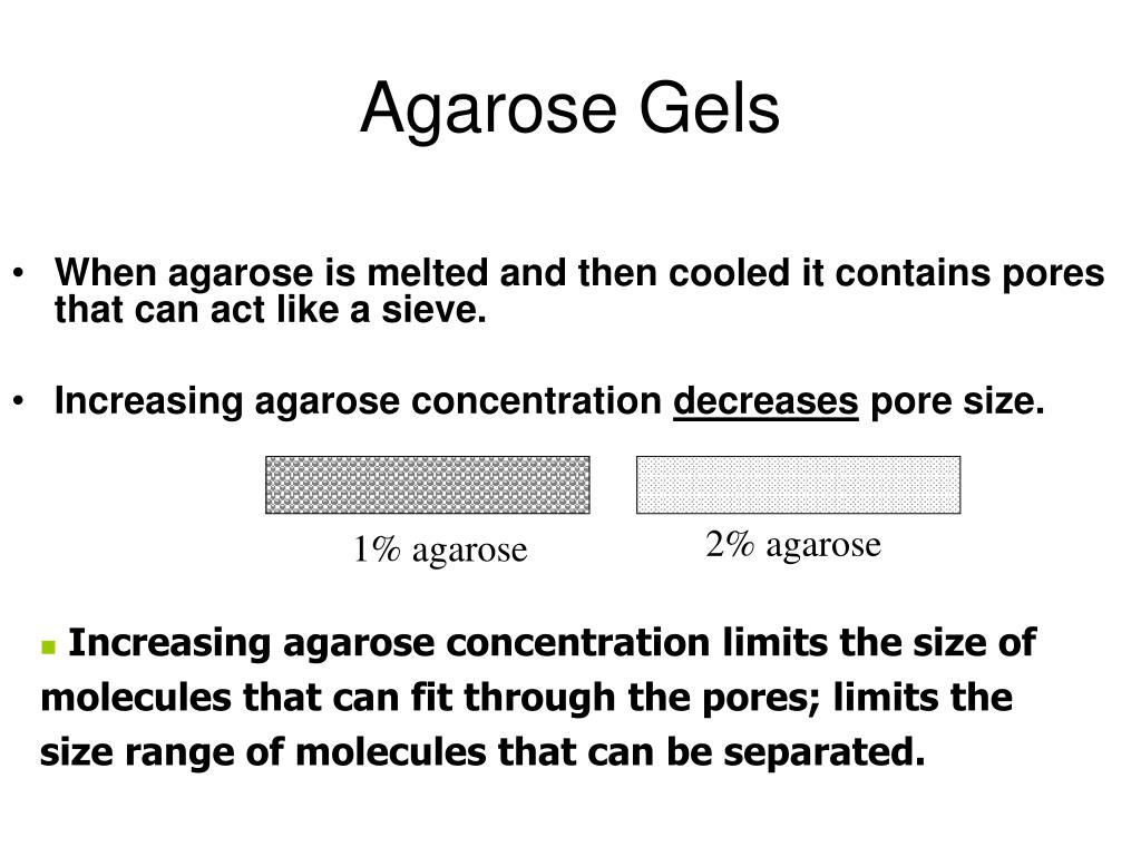 PPT - Agarose (Horizontal) Gel Electrophoresis PowerPoint Presentation ...