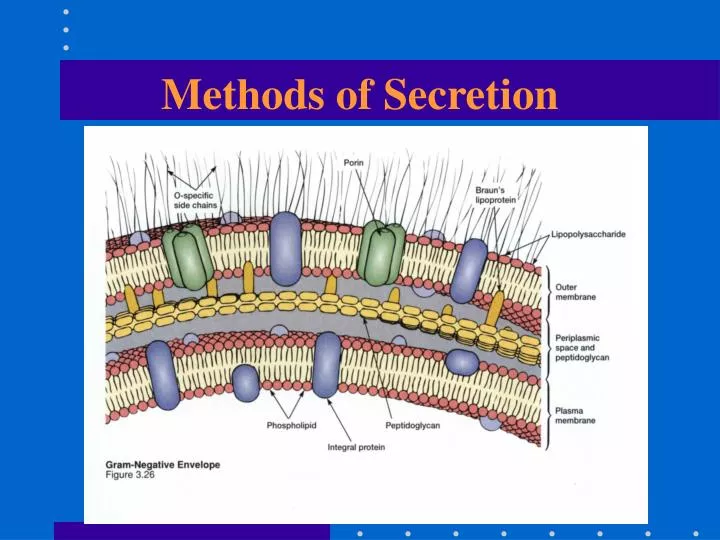 PPT - Methods of Secretion PowerPoint Presentation, free download - ID ...