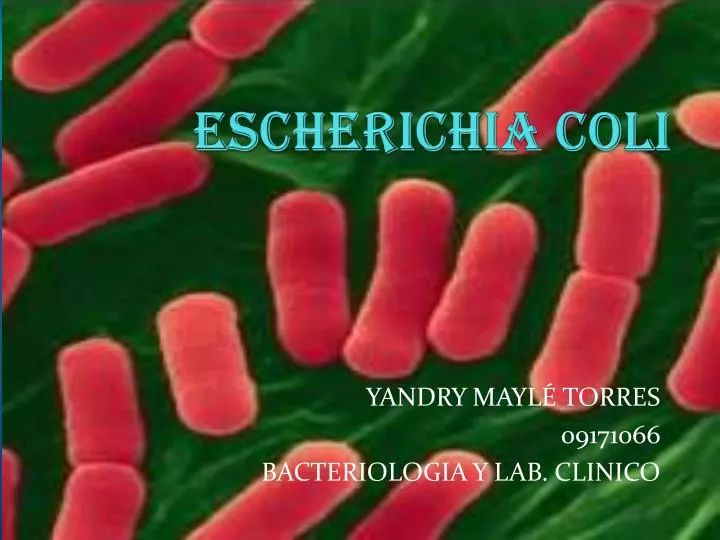 PPT - ESCHERICHIA COLI PowerPoint Presentation, free download - ID:4083092