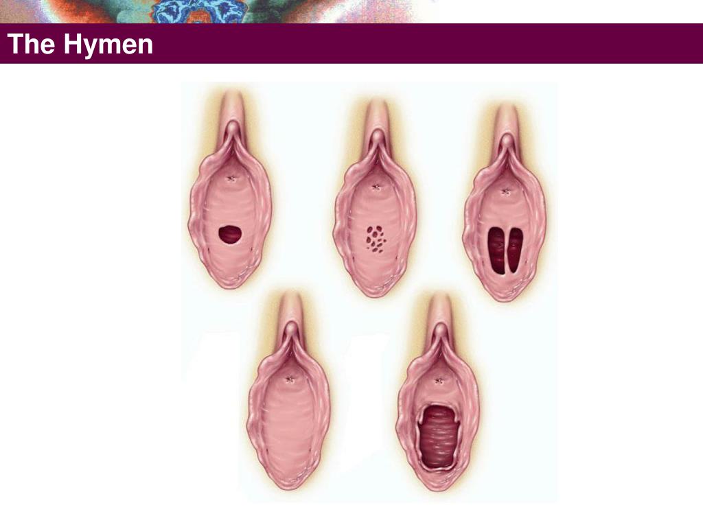 PPT The Female External Genitalia PowerPoint Presentation Free PPT The Female External Genitalia PowerPoint Presentation Free