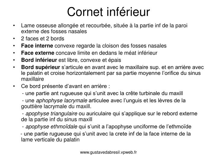 PPT - Squelette de la face PowerPoint Presentation - ID:4083934