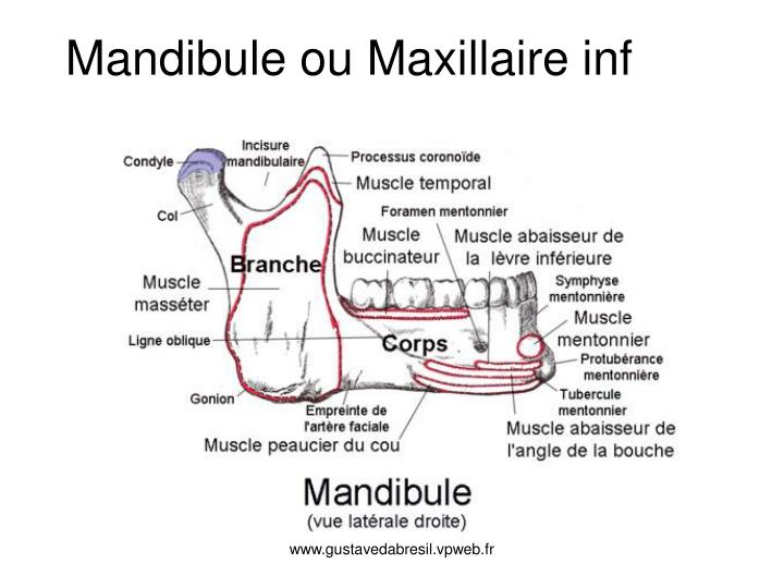 PPT - Squelette de la face PowerPoint Presentation - ID:4083934