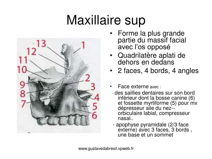 PPT - Squelette de la face PowerPoint Presentation - ID:4083934