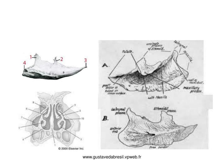 PPT - Squelette de la face PowerPoint Presentation - ID:4083934