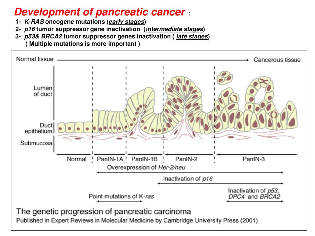 PPT - Describe etio-pathogenesis and morphology of: Acute and chronic ...