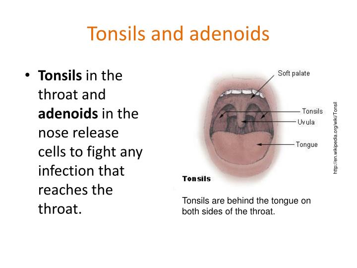 PPT - HYGIENE Health Education & Tobacco Intervention Program in Nepal ...