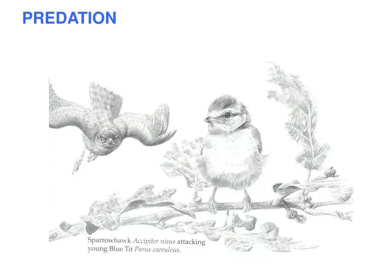 PPT - PREDATION PowerPoint Presentation, free download - ID:4086525