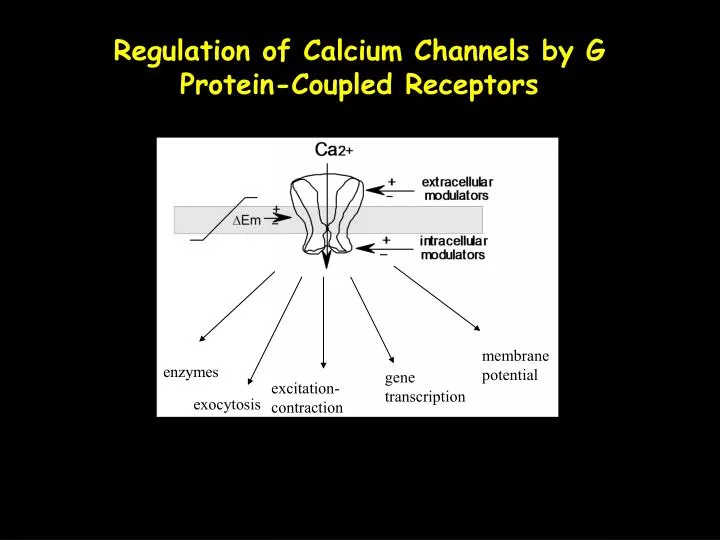 PPT - Regulation of Calcium Channels by G Protein-Coupled Receptors ...